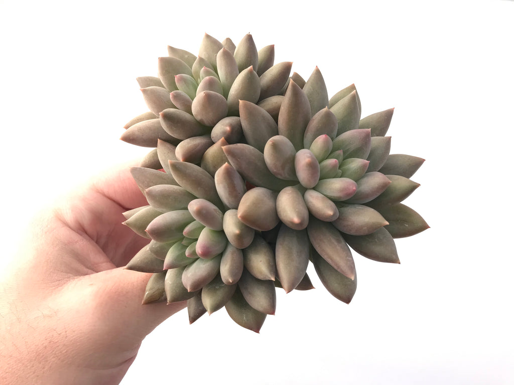 Pachyphytum 'Angels Finger' 4" Succulent Plant – True Succulents Plant Co.