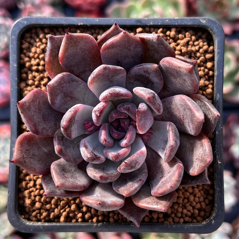 Echeveria 'Purple Zaragoza' 2" Succulent Plant – True Succulents Plant Co.