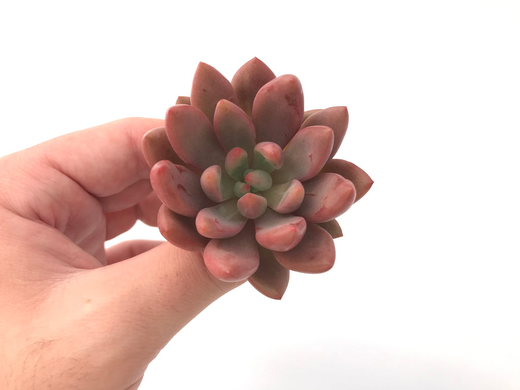 Graptoveria 'Ruby Donna' 2" Succulent Plant – True Succulents Plant Co.