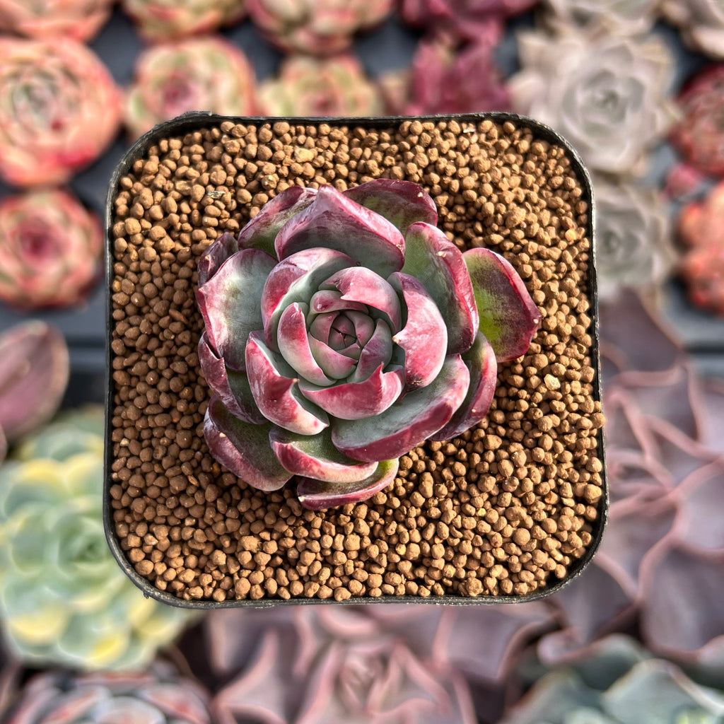 Echeveria 'Casio' Variegated 1" Succulent Plant – True Succulents Plant Co.