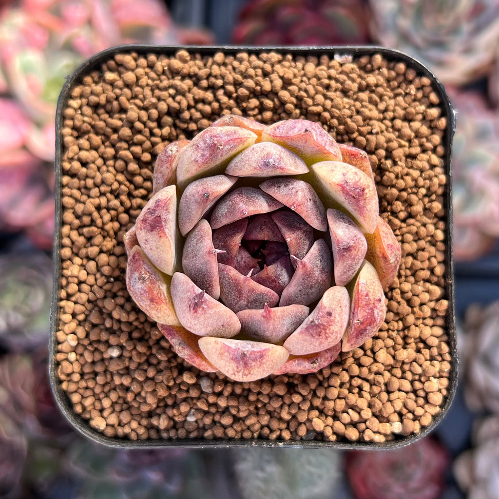 Echeveria 'Purple Daisy' 1"-2" Succulent Plant – True Succulents Plant Co.