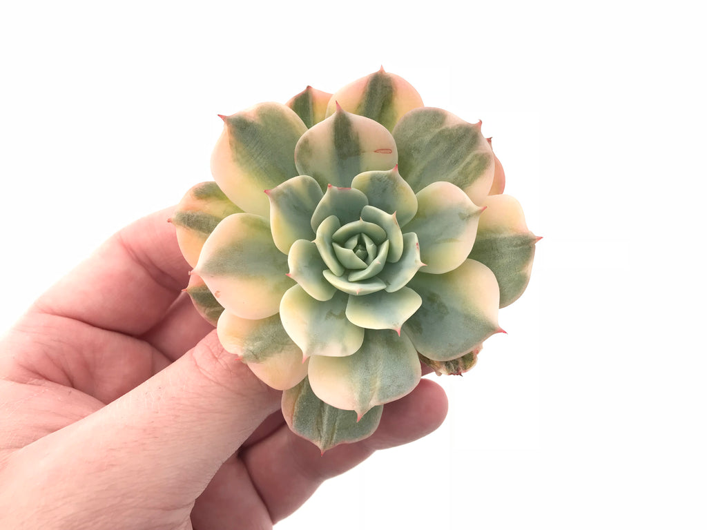 Echeveria Bluette Variegated 3” Rare Succulent Plant – True Succulents ...