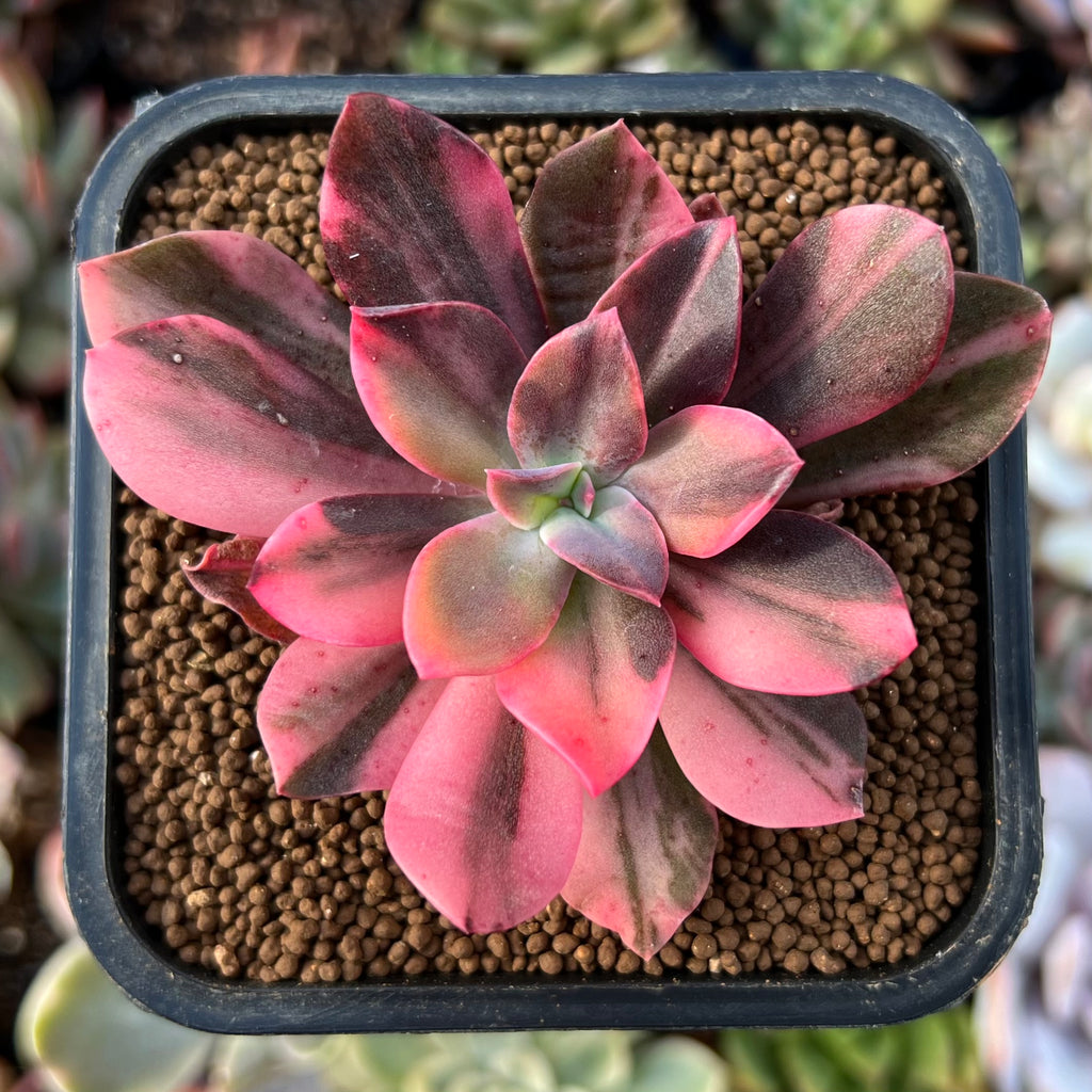 Echeveria 'Hanaikada' Variegated 2" Succulent Plant – True Succulents ...