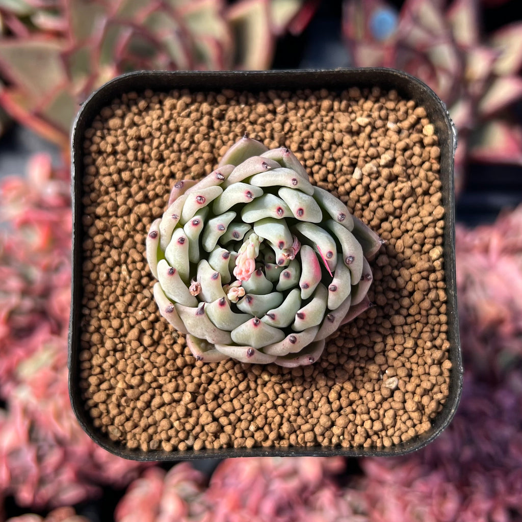 Echeveria 'Zaragoza' 1"-2" Succulent Plant – True Succulents Plant Co.