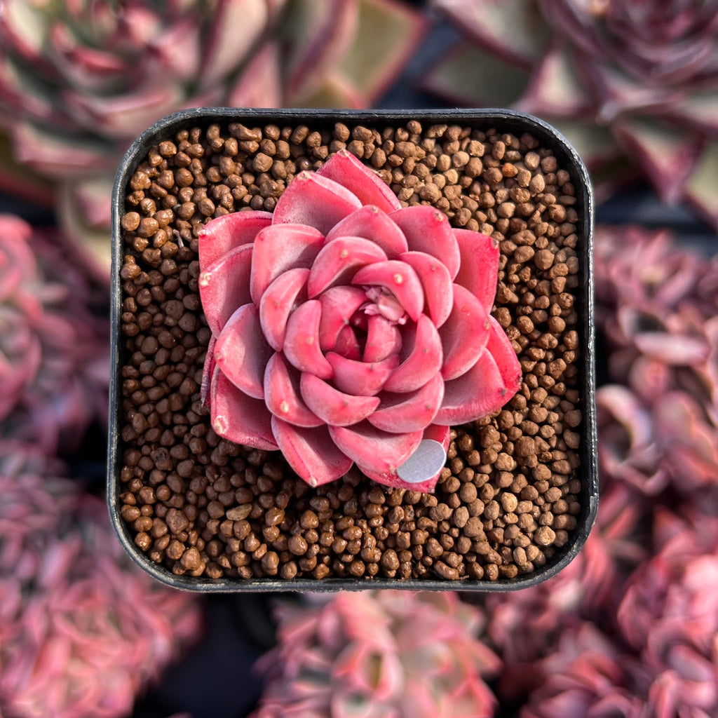 Echeveria 'Anna Rabbit' 1" Small Seed-Grown Succulent Plant – True ...