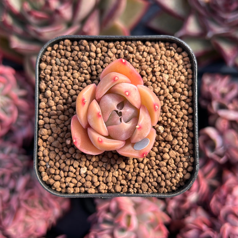 Echeveria sp. 1" Seed-Grown Hybrid Succulent Plant – True Succulents ...