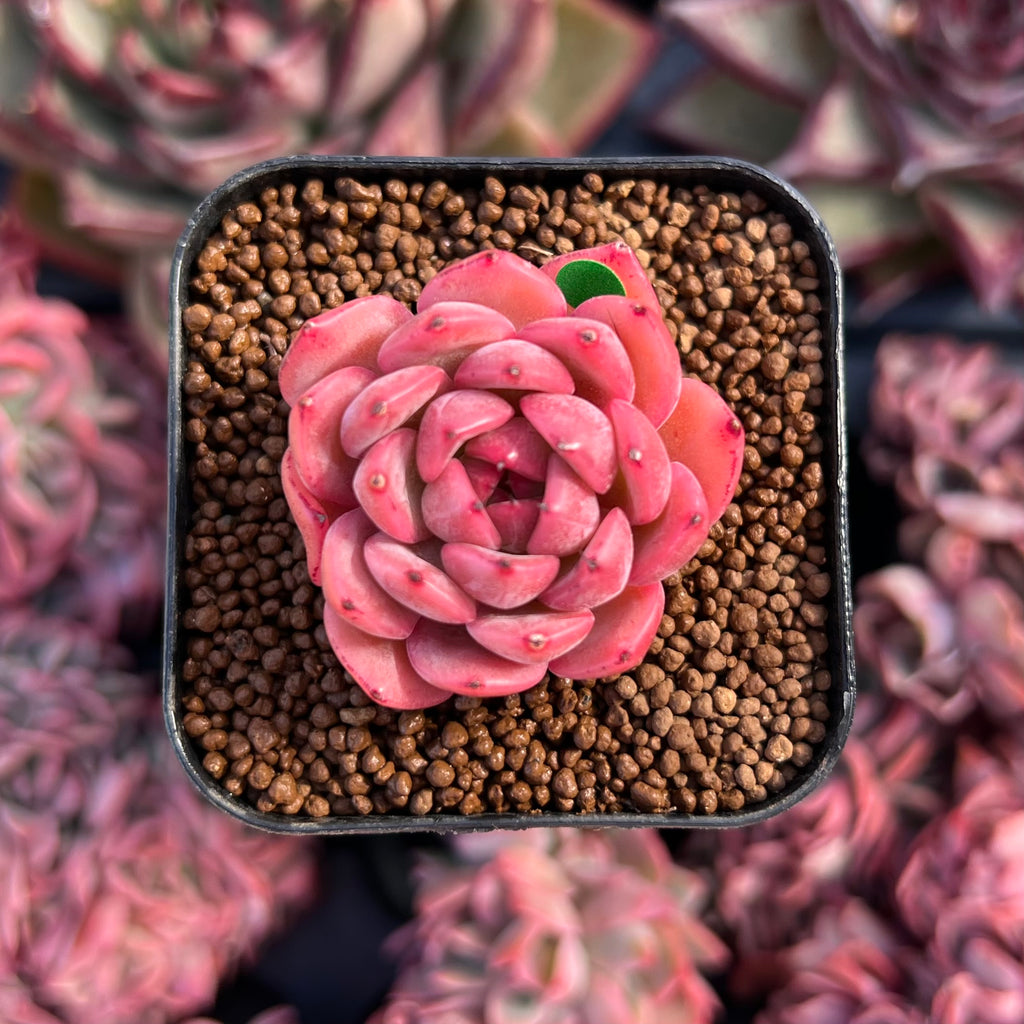 Echeveria 'Anna Rabbit' 1" Small Seed-Grown Succulent Plant – True ...