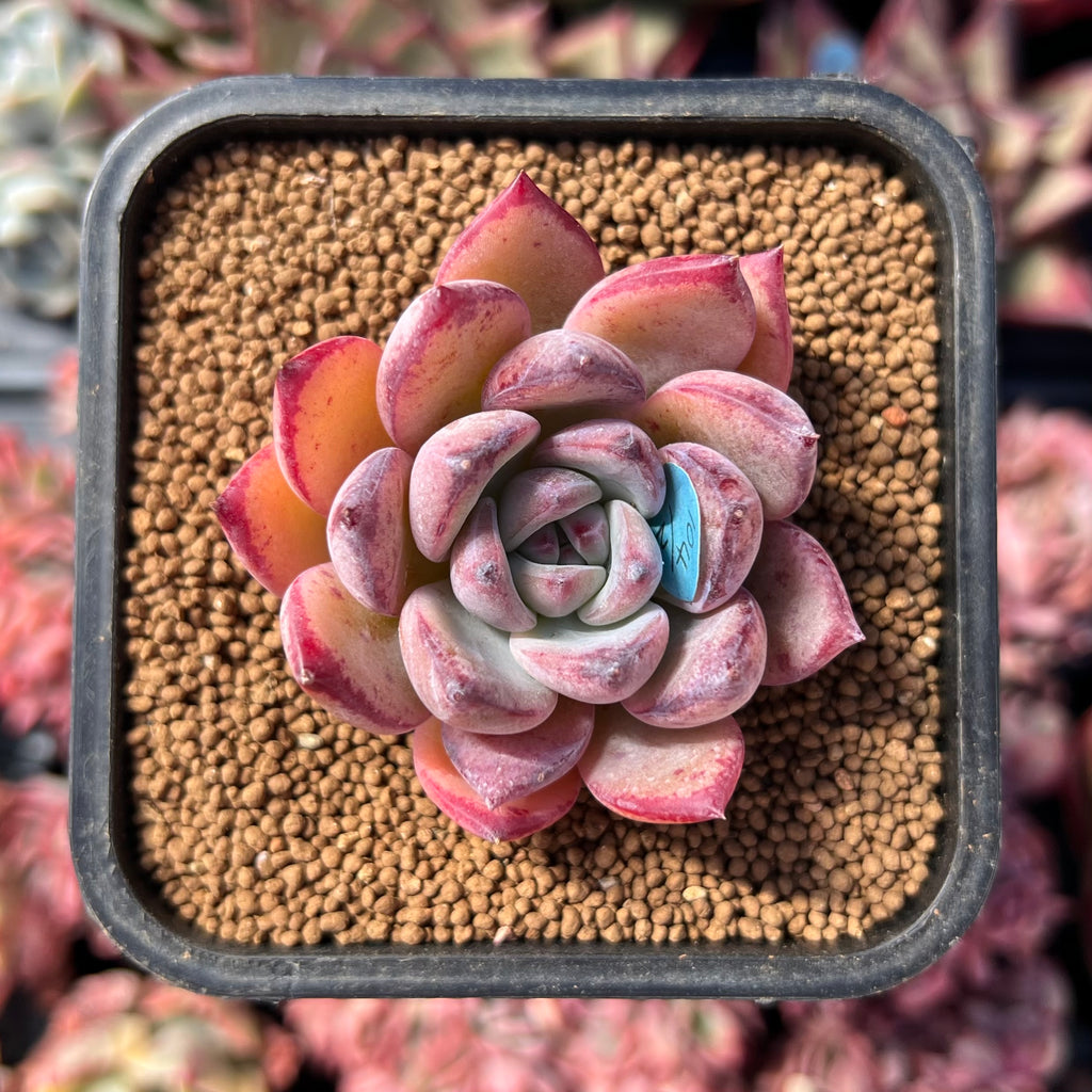 Echeveria 'Colorata' Hybrid 2" Succulent Plant – True Succulents Plant Co.