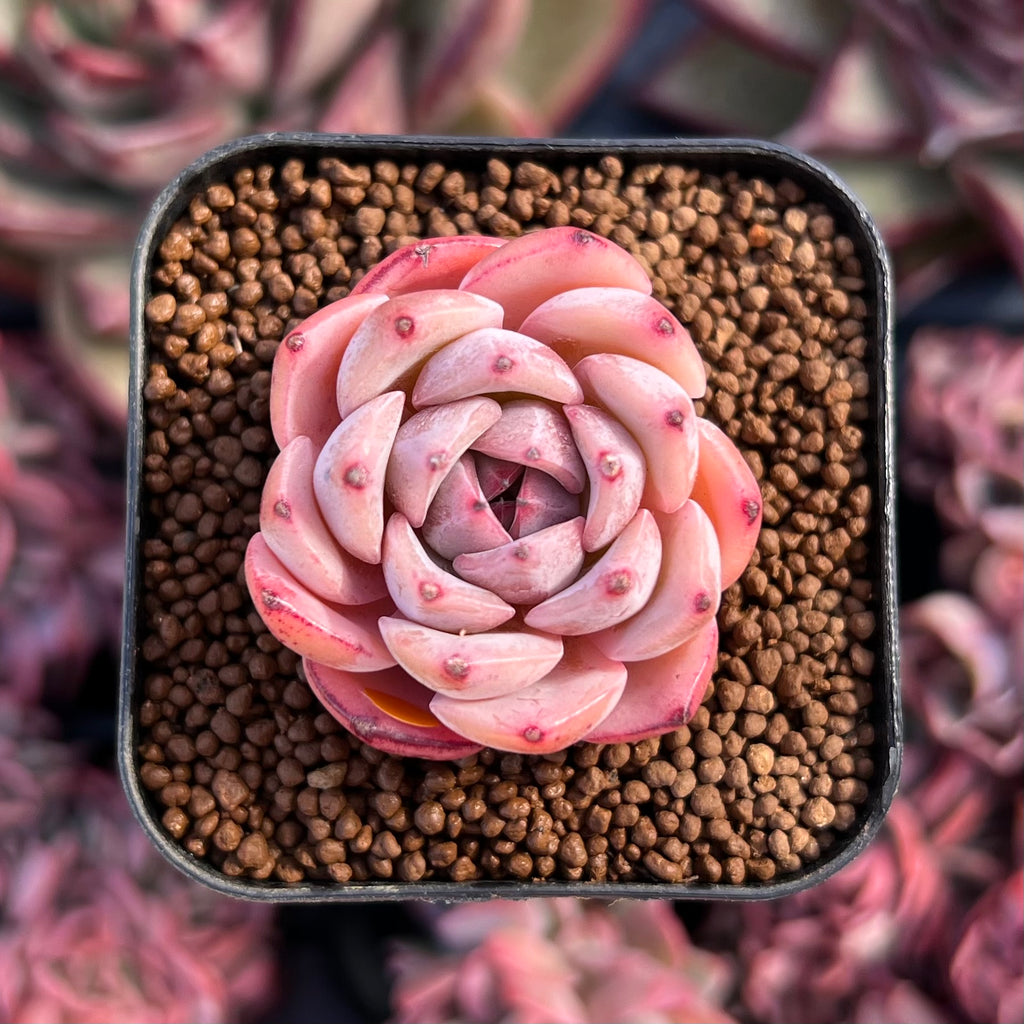 Echeveria 'Anna Rabbit' 1" Small Seed-Grown Succulent Plant – True ...