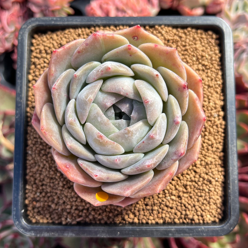 Echeveria 'Orange Monroe' x 'Helena' 4" Succulent Plant – True ...