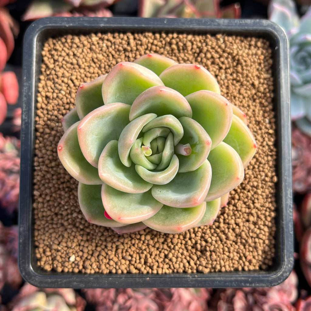 Echeveria 'Snow Elian' 3" Succulent Plant – True Succulents Plant Co.