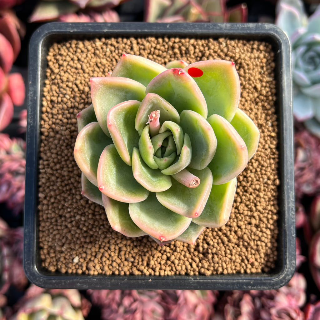 Echeveria 'Snow Elian' 3" Succulent Plant – True Succulents Plant Co.