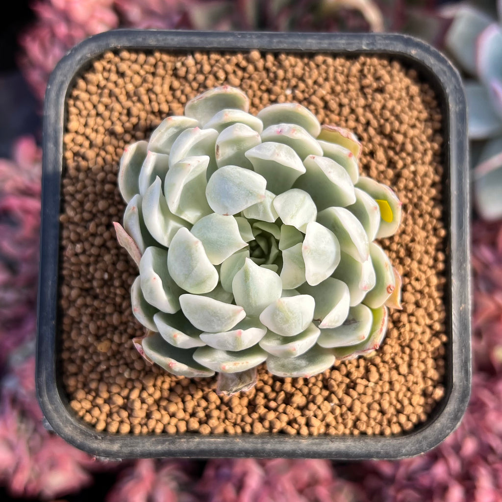 Echeveria 'Angel-In-Us' Variegated 1"-2" Succulent Plant – True ...