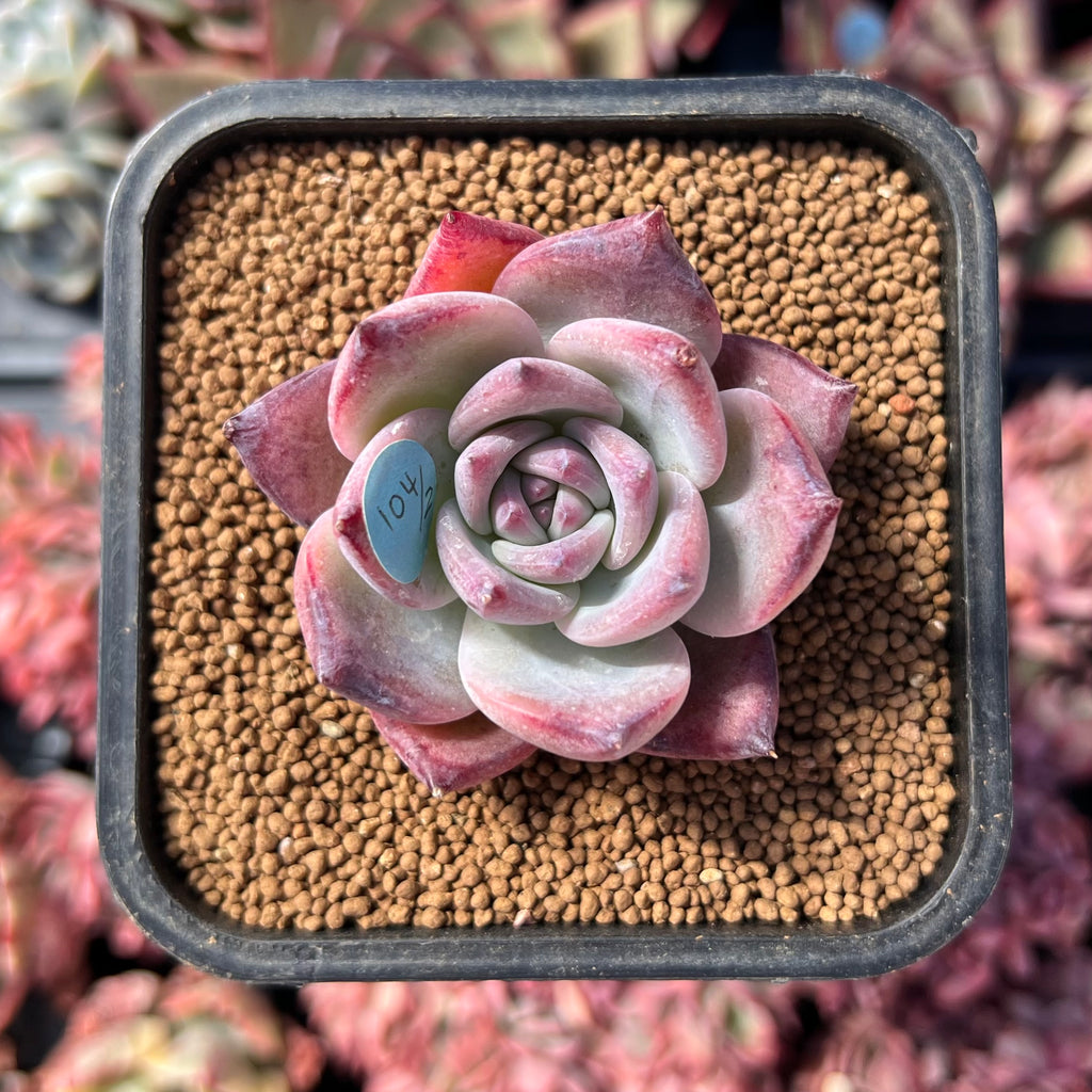 Echeveria 'Colorata' Hybrid 2" Succulent Plant – True Succulents Plant Co.