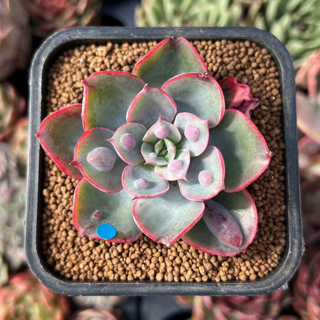 Echeveria 'Raindrop' 2" Succulent Plant – True Succulents Plant Co.