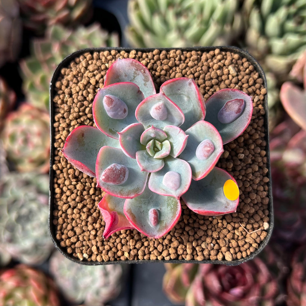 Echeveria 'Raindrop' 2" Succulent Plant – True Succulents Plant Co.