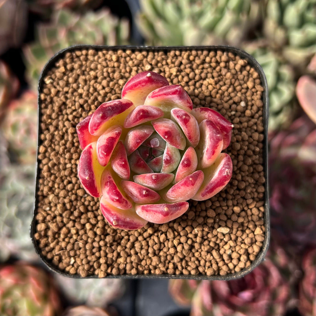 Echeveria 'Ratam' 1" Succulent Plant – True Succulents Plant Co.