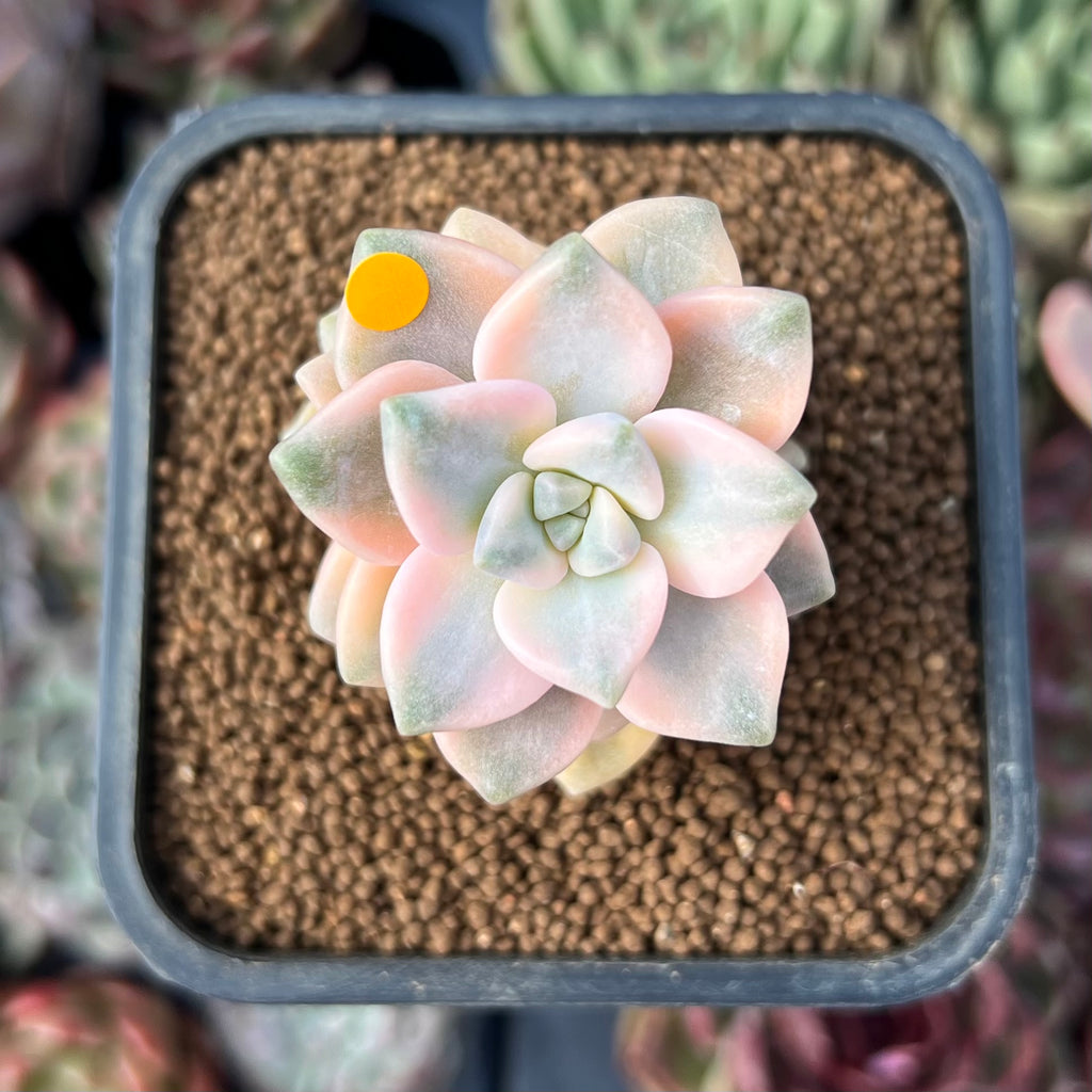 Graptoveria 'Titubans' Variegated 1” Succulent Plant – True Succulents ...