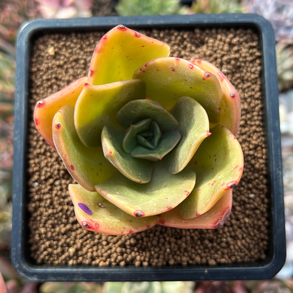 Echeveria 'Jude' 2" Succulent Plant – True Succulents Plant Co.