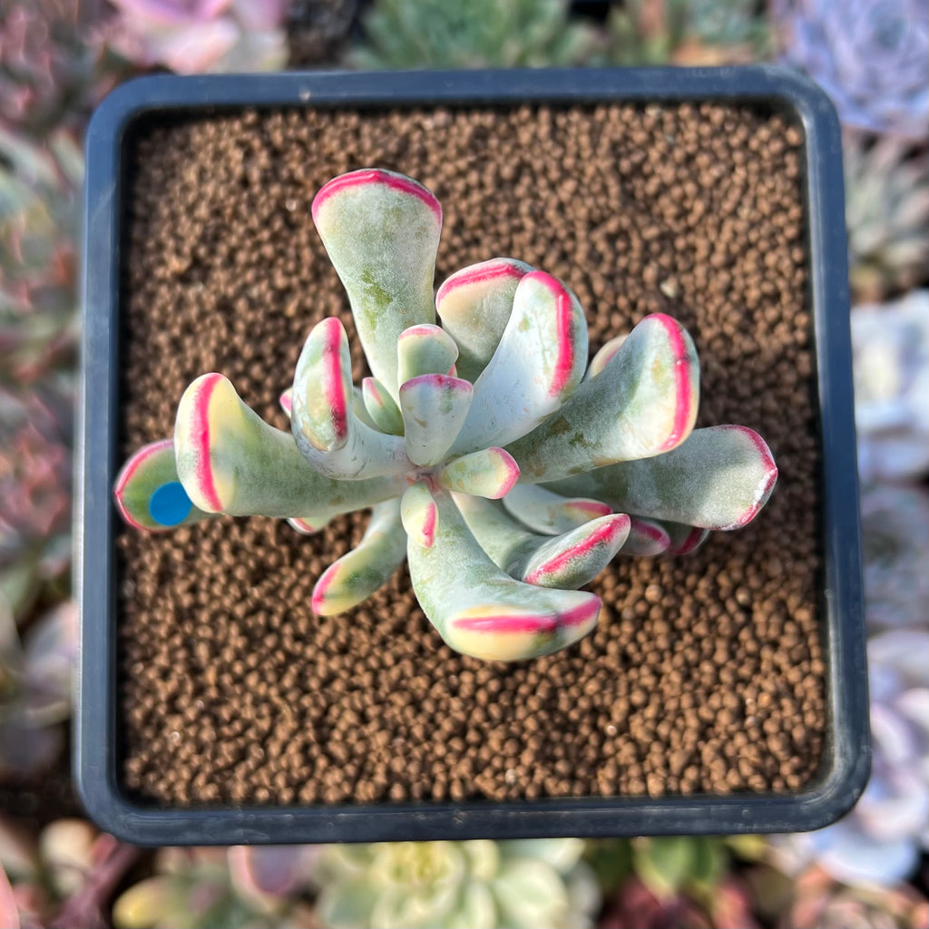 Cotyledon 'Orbiculata' Variegated 1