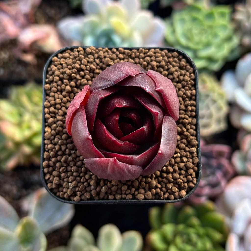Echeveria 'Red Lantern' 1" New Hybrid Succulent Plant – True Succulents ...