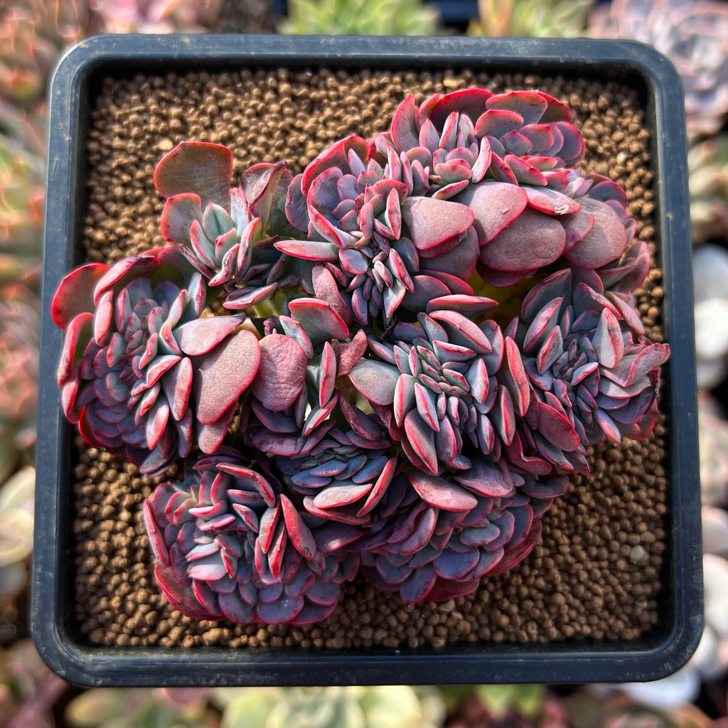 Echeveria 'Brian Rose' Crested 2" Succulent Plant – True Succulents ...