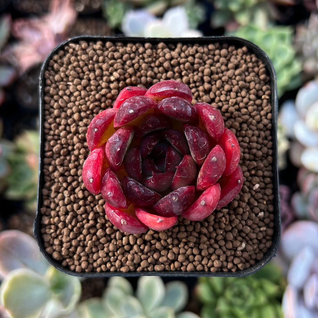 Echeveria Agavoides 'Bipolar' 1" Succulent Plant – True Succulents ...