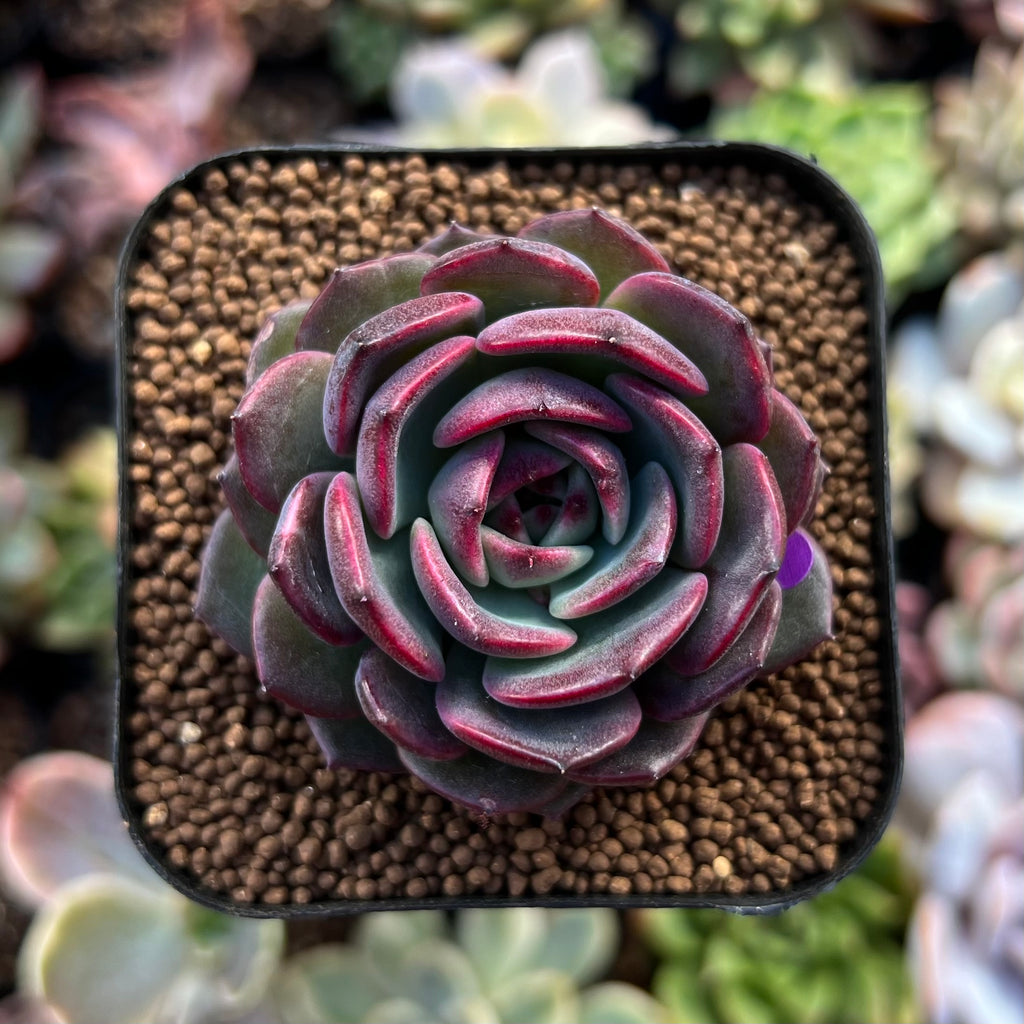 Echeveria 'Black Eyes' 1" Succulent Plant – True Succulents Plant Co.