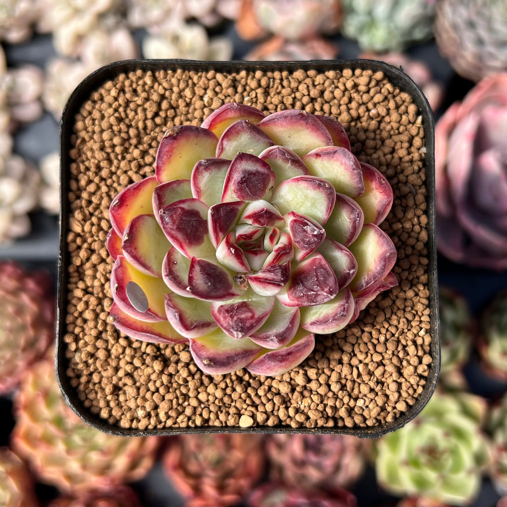 Echeveria 'Pulidonis' Carunculated 1" Succulent Plant – True Succulents ...