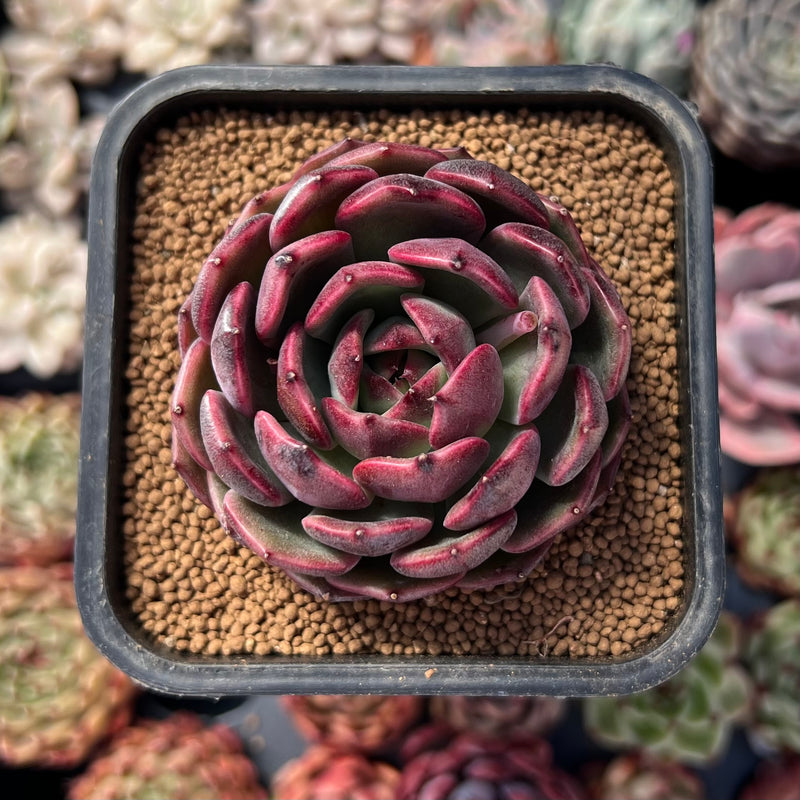 Echeveria 'Black Eyes' 2" Succulent Plant – True Succulents Plant Co.