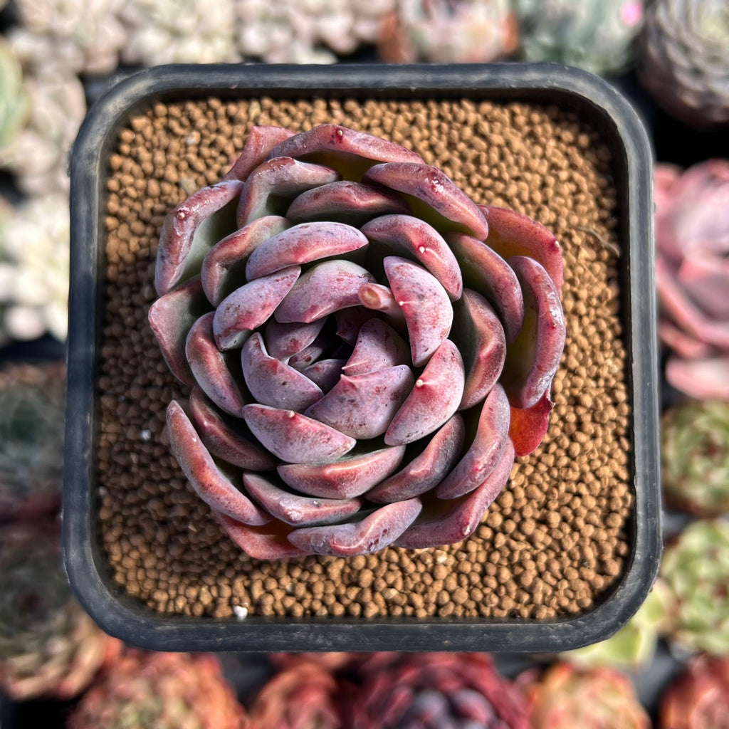 Echeveria 'Blood Maria' Hybrid 2" Air Magic Seed-Grown Hybrid Succulen ...