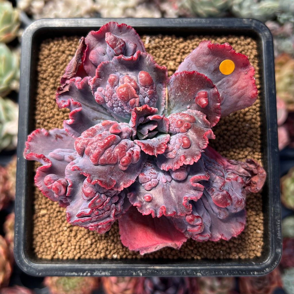 Echeveria 'Speed Bump' 2"-3" Succulent Plant – True Succulents Plant Co.