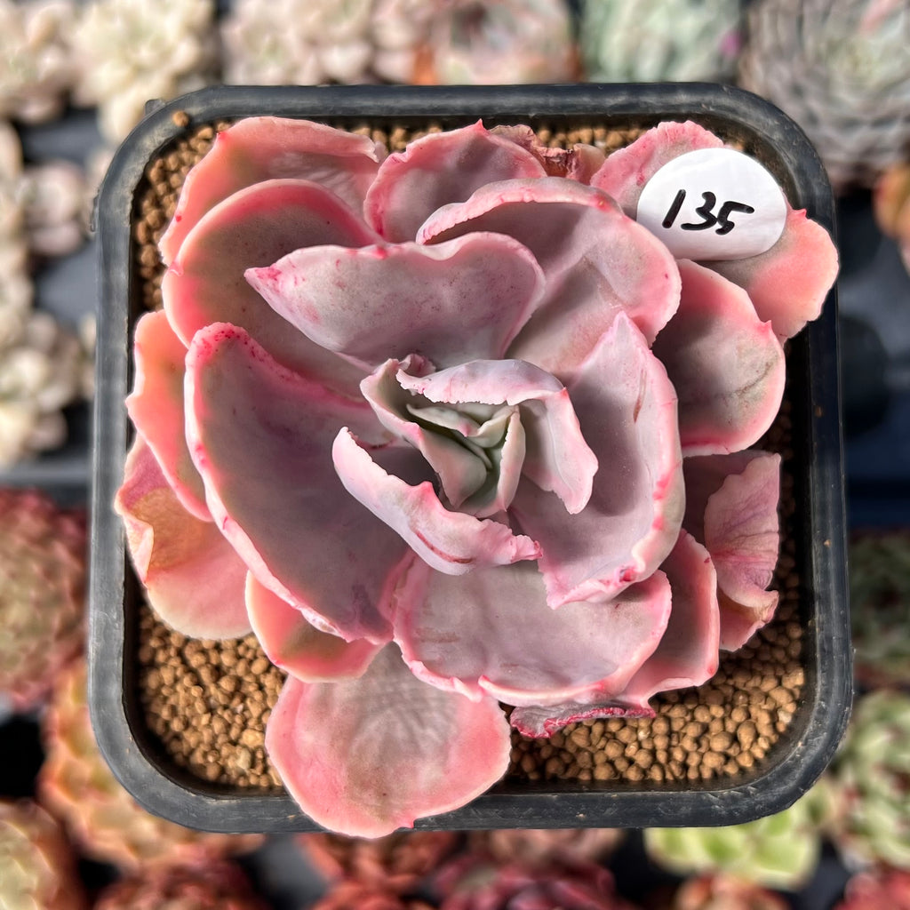 Echeveria 'Pink Angel' Variegated 2" Succulent Plant – True Succulents ...