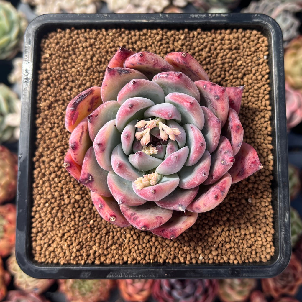 Echeveria 'Colorata' 3" Succulent Plant – True Succulents Plant Co.