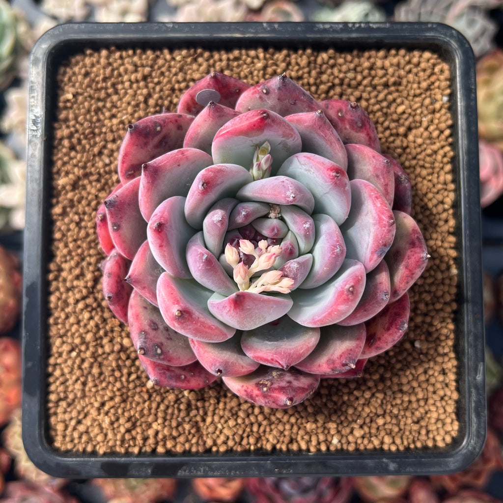 Echeveria 'Colorata' 3" Succulent Plant – True Succulents Plant Co.