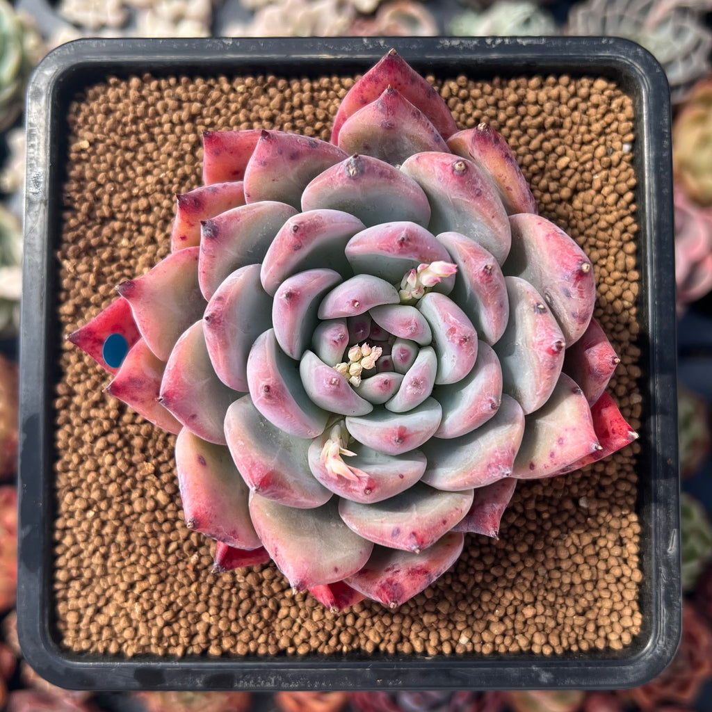 Echeveria 'Colorata' 3" Succulent Plant – True Succulents Plant Co.