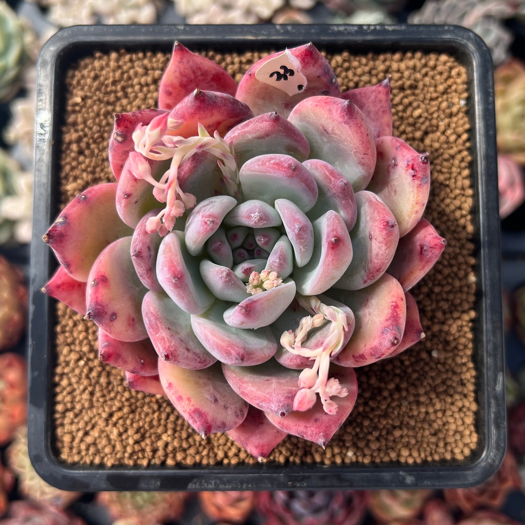 Echeveria 'Colorata' 3" Succulent Plant – True Succulents Plant Co.
