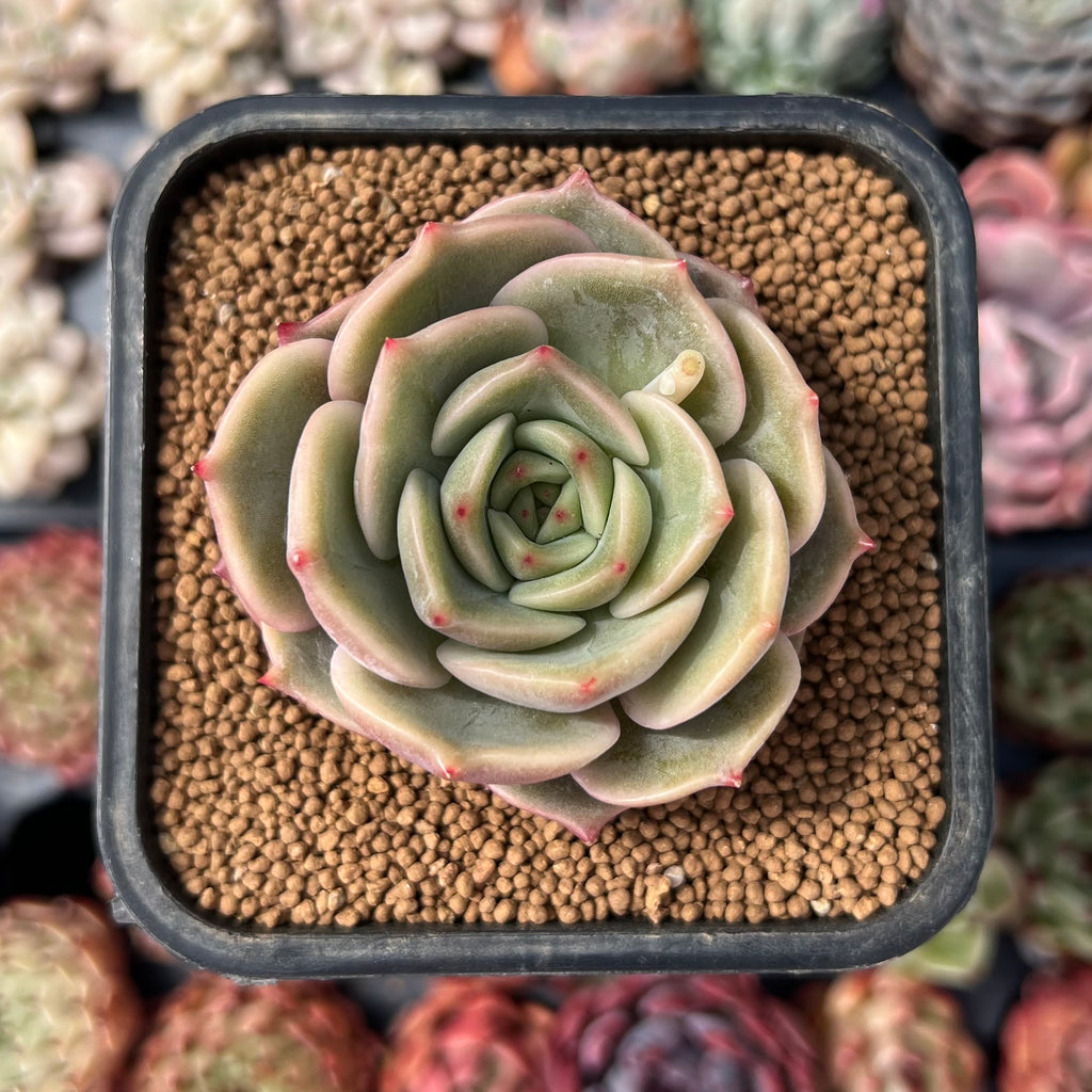 Echeveria 'Angelina' 2" Succulent Plant – True Succulents Plant Co.