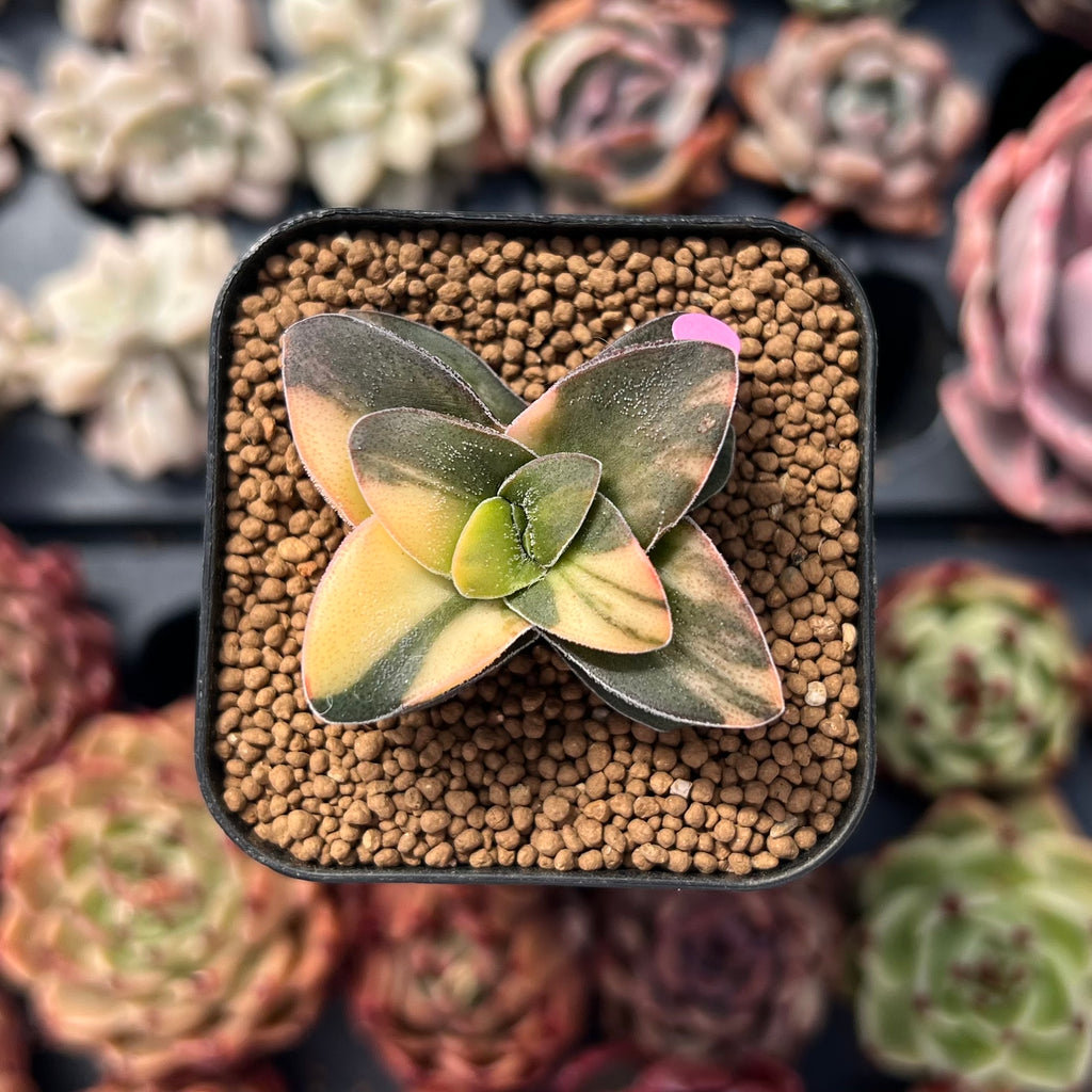 Crassula 'Springtime' Variegated 1" Succulent Plant – True Succulents ...