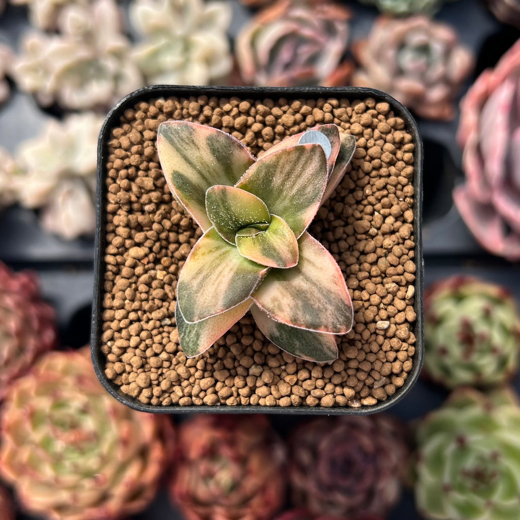 Crassula 'Springtime' Variegated 1" Succulent Plant – True Succulents ...