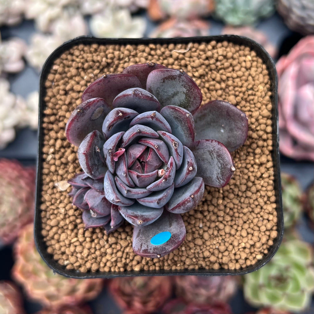 Echeveria 'Rose of Betrayal' 1" Succulent Plant – True Succulents Plant Co.