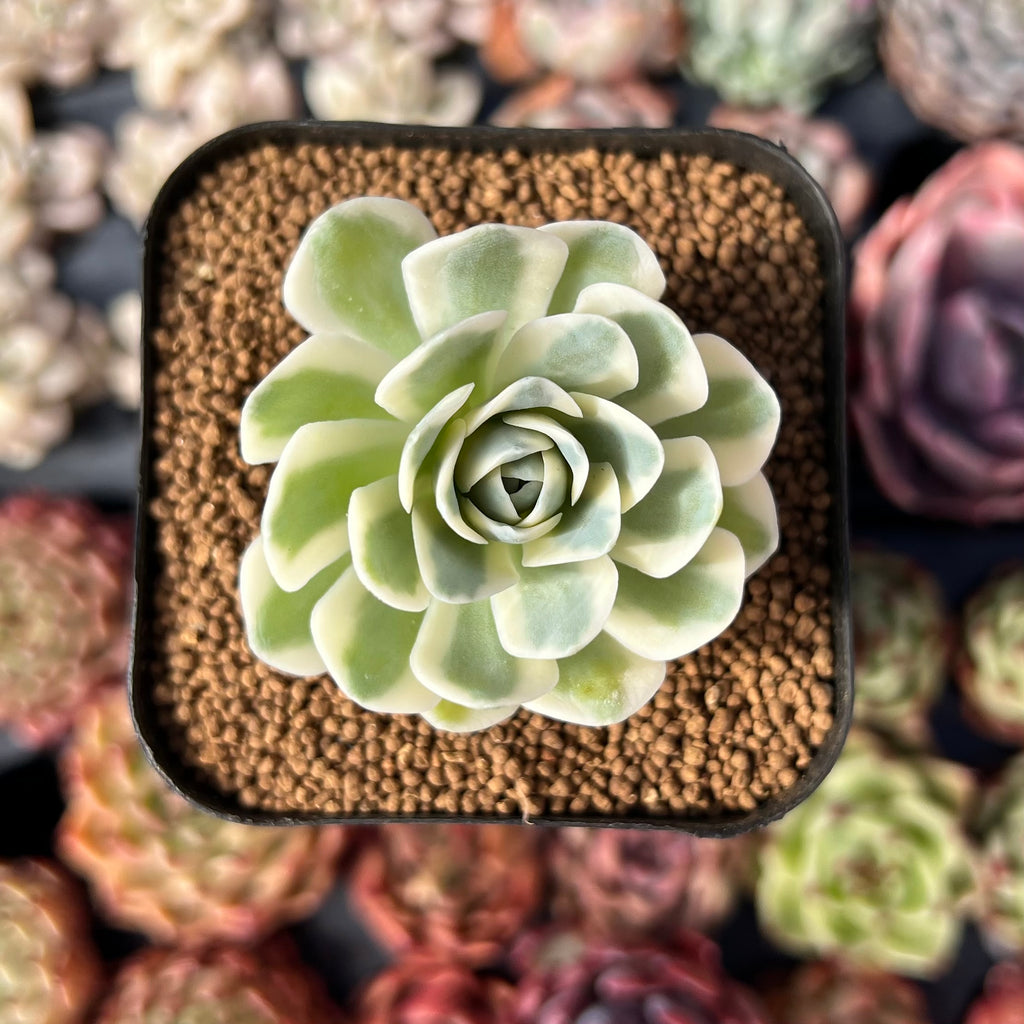 Orostachys 'Fuji' Variegated 1" Succulent Plant – True Succulents Plant Co.