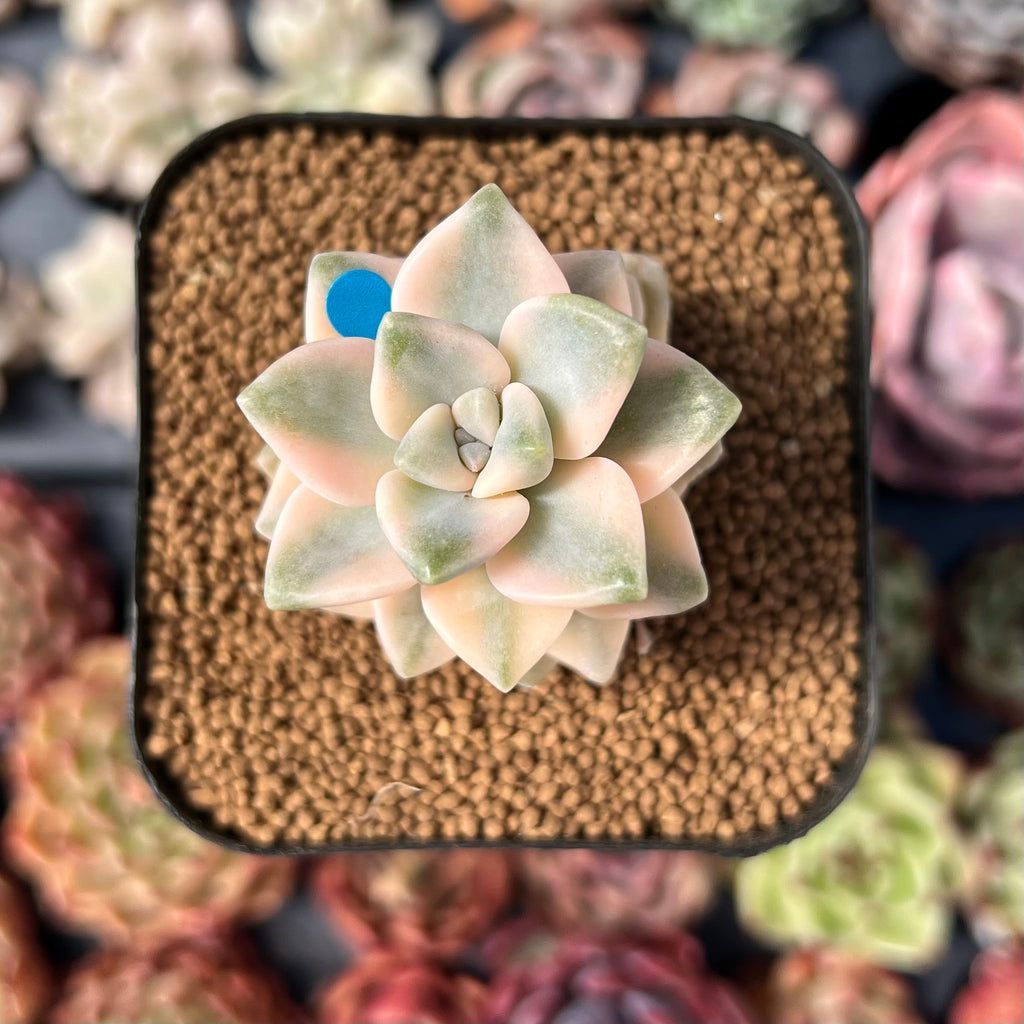 Graptoveria 'Titubans' Variegated 1” Succulent Plant – True Succulents ...