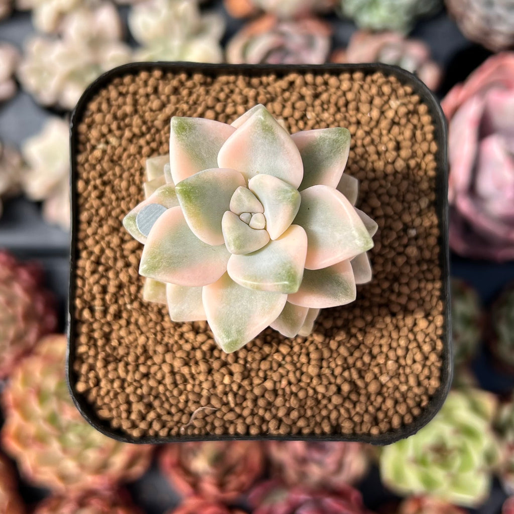 Graptoveria 'Titubans' Variegated 1” Succulent Plant – True Succulents ...