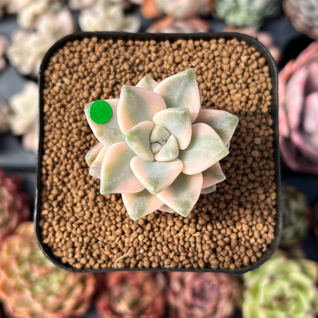Graptoveria 'Titubans' Variegated 1” Succulent Plant – True Succulents ...