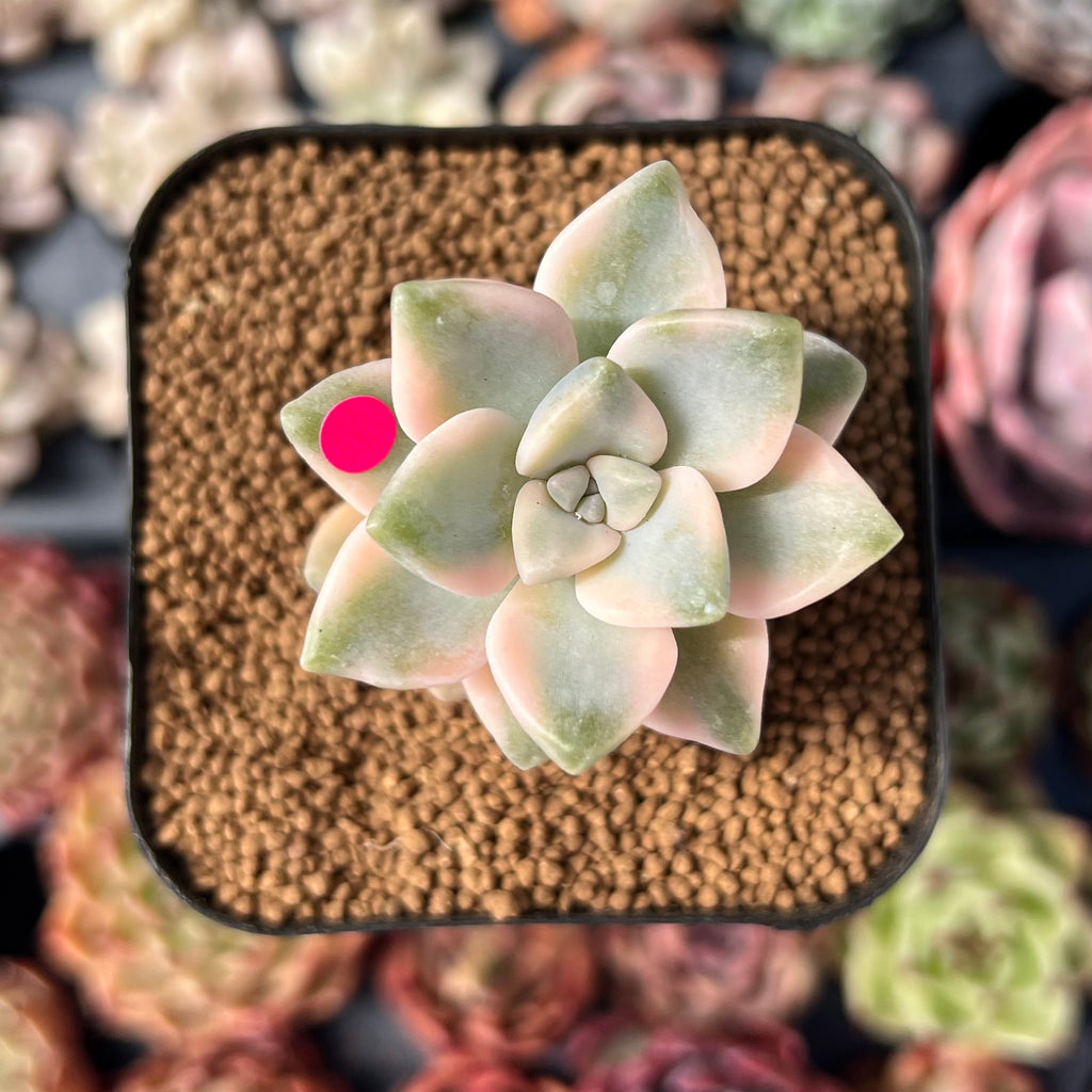Graptoveria 'Titubans' Variegated 1” Succulent Plant – True Succulents ...