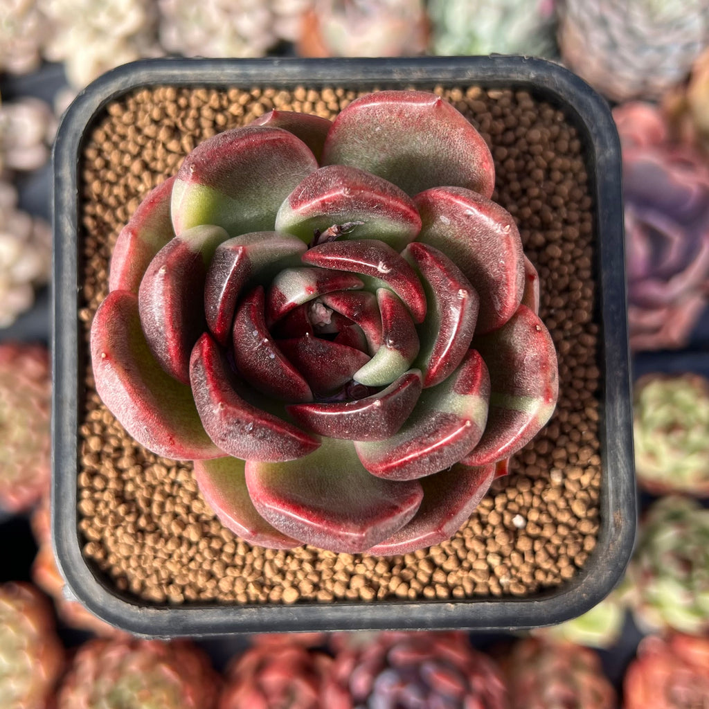 Echeveria 'Red Perfume' Mutated/Variegated 2" New Hybrid Succulent Pla ...