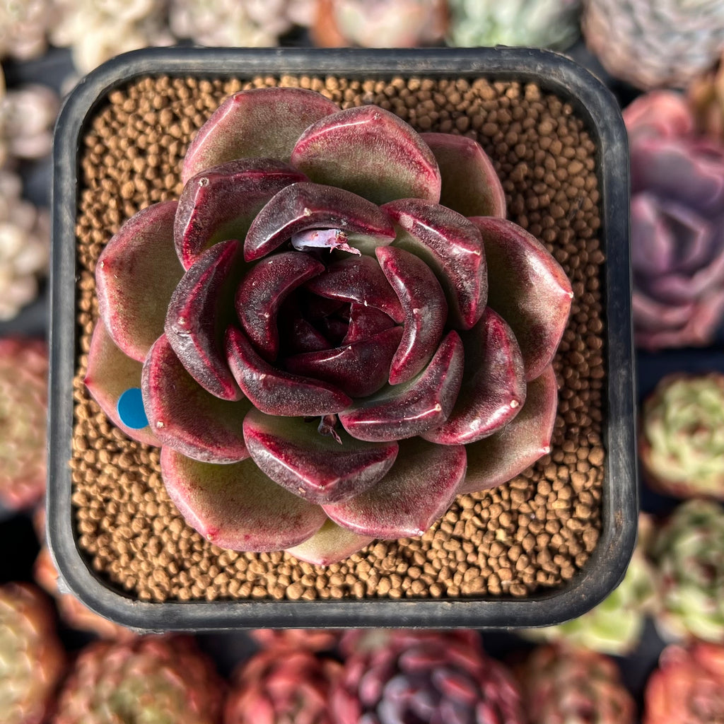 Echeveria 'Red Perfume' 2" New Hybrid Succulent Plant – True Succulents ...