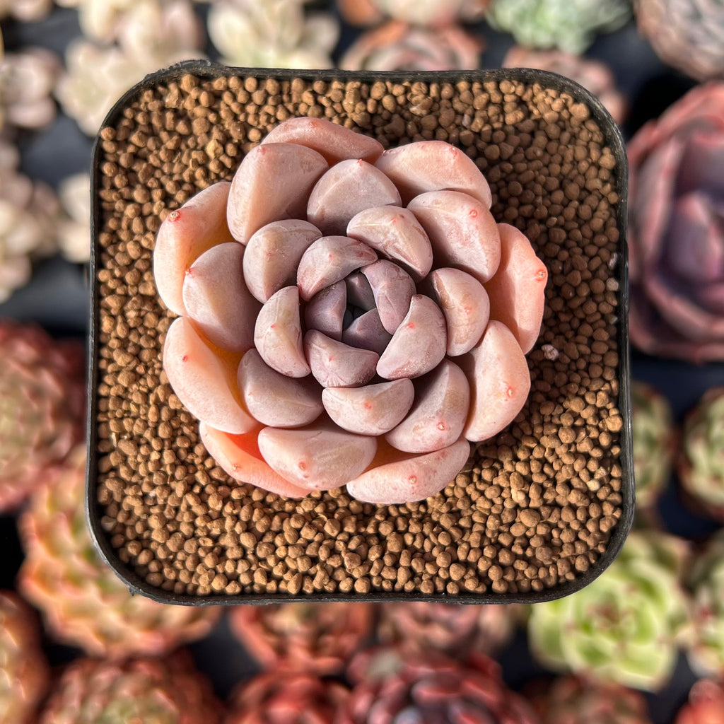 Echeveria 'Loris' 2" Succulent Plant – True Succulents Plant Co.