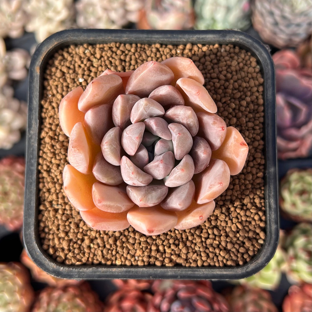 Echeveria 'Loris' 2" Succulent Plant – True Succulents Plant Co.